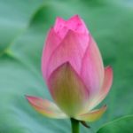 Beauté furtive - Poèmes pour toutes les saisons